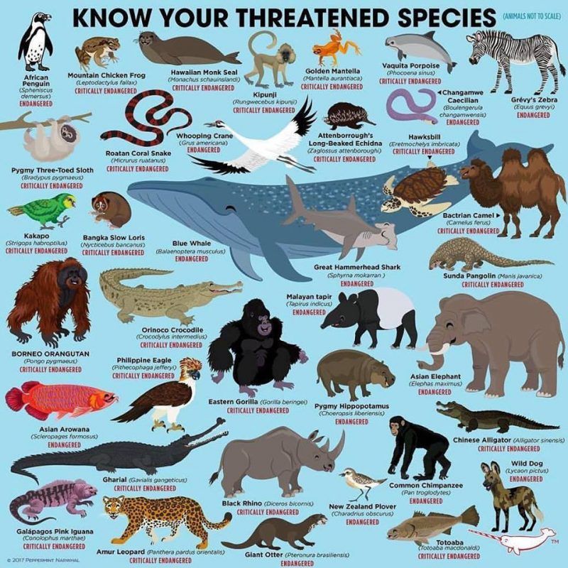 Fauna en todo el mundo: lista roja - Mingas por el mar Fauna en todo el mundo: lista roja - Mingas por el mar