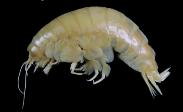 Eurythenes plasticus, la nueva especie marina descubierta en la zona más profunda del océano con ...